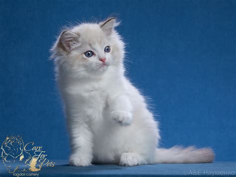 Купить котенка рэгдолл Кошки породы рэгдолл в Москве