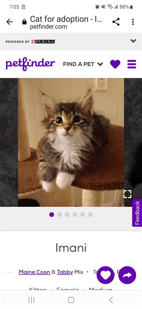 Meet Nugget R Mainecoons