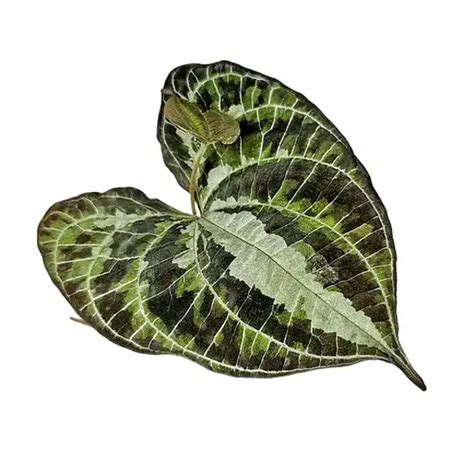 Buy Dioscorea Discolor Very Rare 1pc At Affordable Price