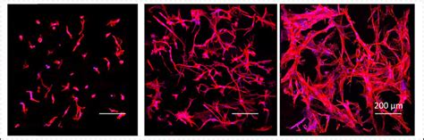 Dapi And Phalloidin Staining Of Printed Gel Structures On Day 4 7 And