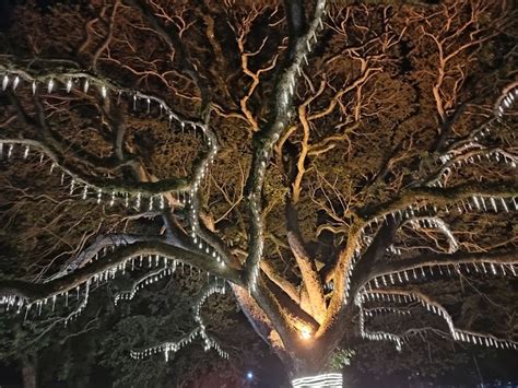 fibonacci pattern in tree branches tree branches spiral pattern fibonacci