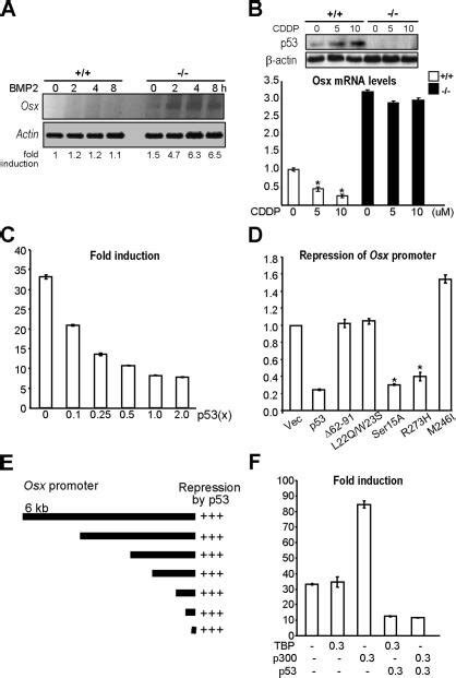P53 Inhibited The Promoter Activity Of Osterix A Induction Of Download Scientific Diagram