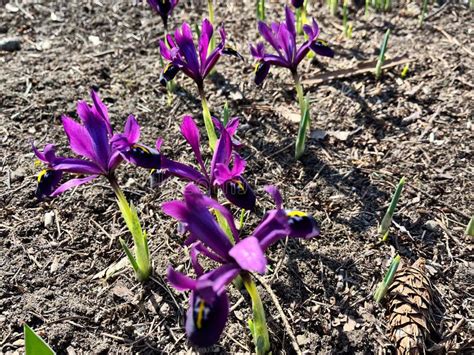 Purple Netted Iris Iridodictyum Reticulatum Or Iris Reticulata