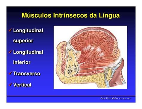 Cavidadebucal