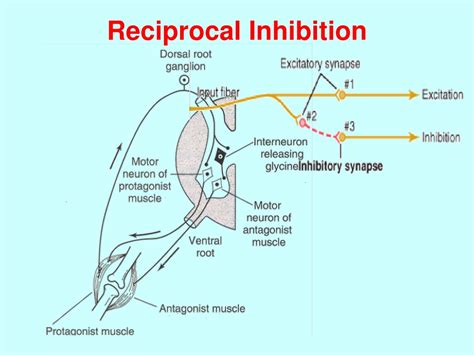Ppt Synapse And Its Functions In Neural Communication Powerpoint Presentation Id 9642158