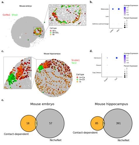 Neighboring Cell Type Dependent Gene Expression A Spatial Mapping