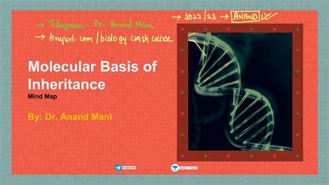 SOLUTION Mind Map Molecular Basis Of Inheritance Pyqs And Exemplar Studypool