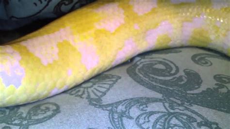 Burmese Python Mating Behavior YouTube