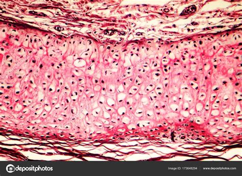 Tecido Conjuntivo Esse Site Contém Informações Básicas Dos Tecidos