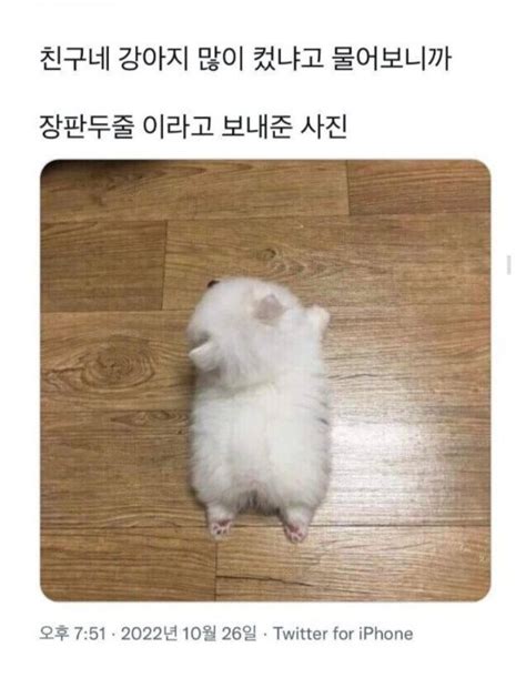 너네집 강아지 좀 자랐냐 유머 움짤 이슈 에펨코리아
