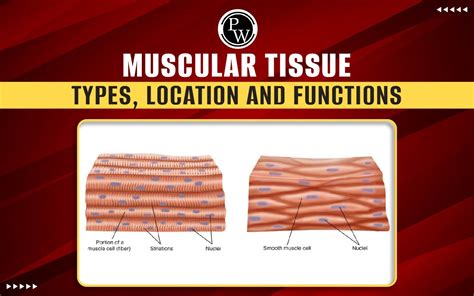 Muscular Tissue Diagram Types Location And Functions