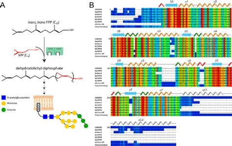 Catalytic Cycle Of Human Dhdds A Multiple Condensations Of An Fpp