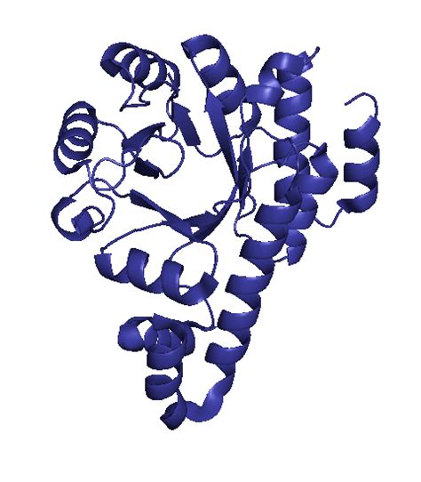 Monomer Structure Of Proteins