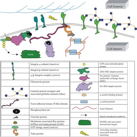 Extracellular Matrix Proteins