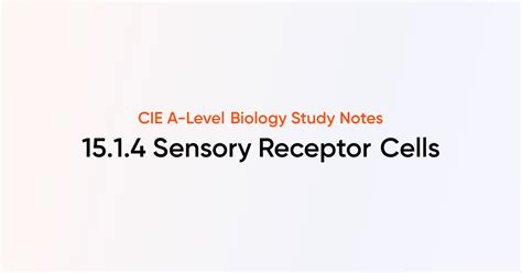 Sensory Receptor Cells 1514 Cie A Level Biology Notes Tutorchase