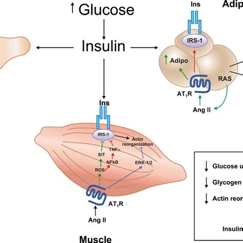 Modulatory Effects Of Ang Ii On The Metabolic Actions Of Insulin In