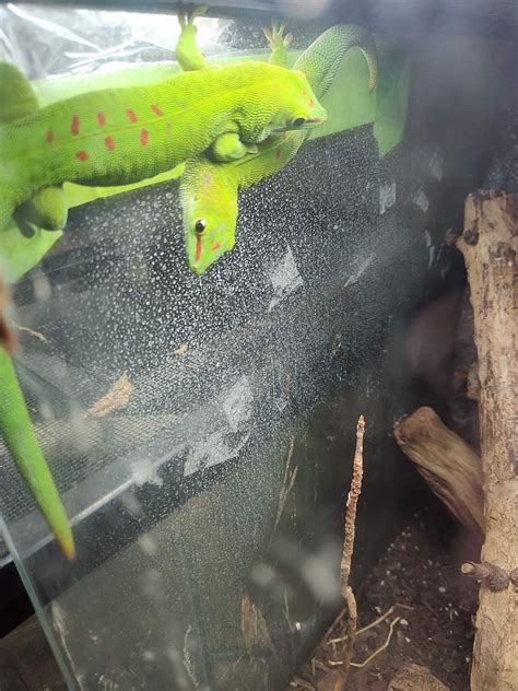 Breeding Pair Of Giant Day Gecko By Dakotah Blue Exotics Morphmarket