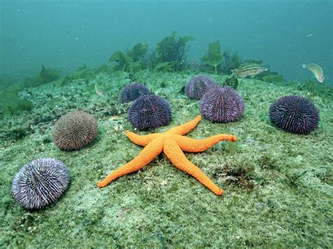 Swandas Fabulous Blog I Wish I Was An Echinoderm