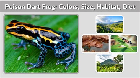 25 Types Of Frogs Identification With Pictures