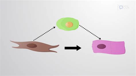 Video Forced Transdifferentiation