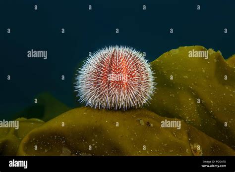 European Edible Sea Urchin Or Common Sea Urchin Echinus Esculentus