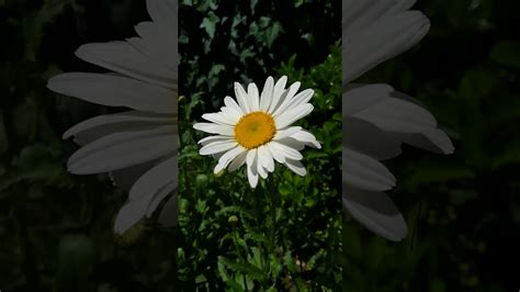 გვირილა Youtube