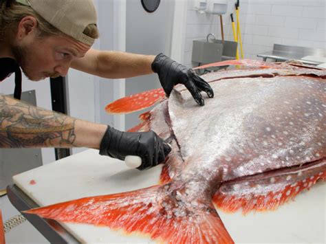 Fillet Opah In Seven Steps