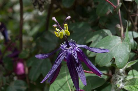 Passiflora Umbilicata From Aniceto Arce Bolivia On December 4 2012 At