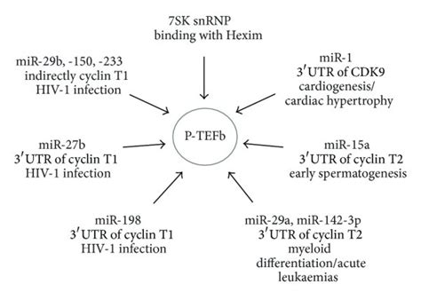 Noncoding Rnas That Influence P Tefb Availability And Activity Are Download Scientific Diagram