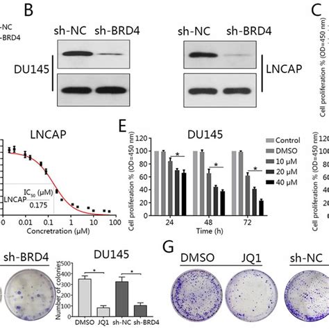 Inhibition Of Brd4 Decreases C Myc And Bcl 2 Mrna Transcription But Download Scientific