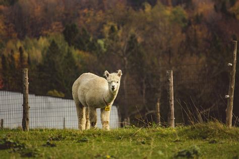 how to run llama3 1 on m1 mac with ollama by mlapi medium