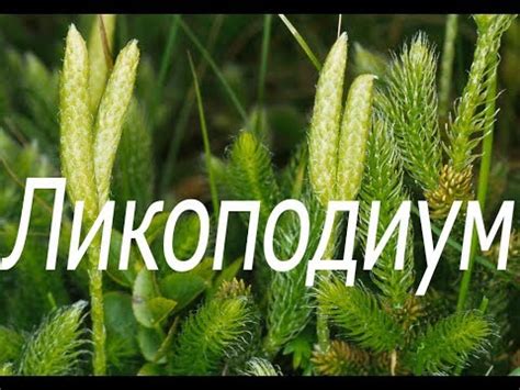 Ликоподиум - YouTube