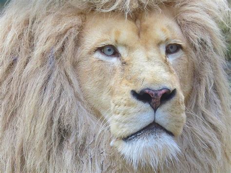 SAMBESI Foto & Bild | tiere, zoo, wildpark & falknerei, säugetiere ...