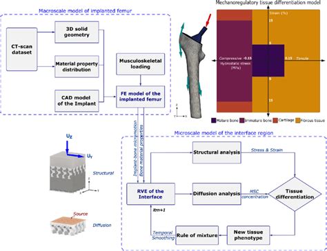 Schematic Overview Of The Iterative Bone Ingrowth Simulation Download