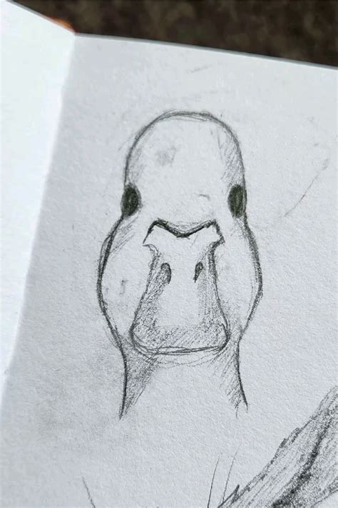 Pin By Betty R Nale On Animals Art Sketches Doodle Art Designs Art