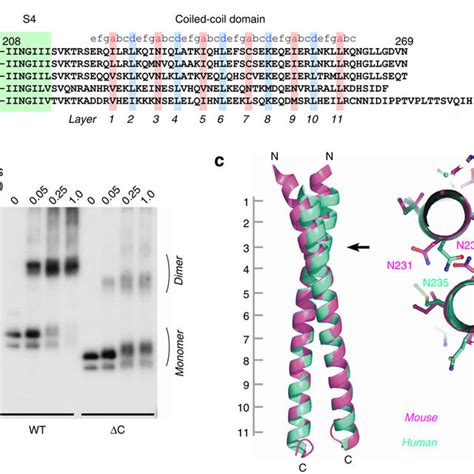 Determination And Structure Comparison Of The Coiled Coil Assembly