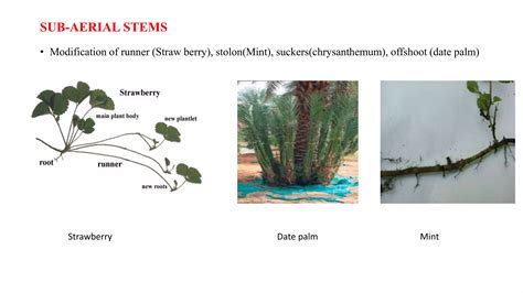 Floral Biology Modes Of Reproduction And Pollination Pptx