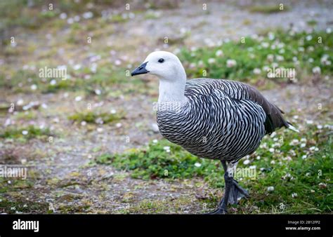 Chloephaga Picta Oie De Terre Ou Magellan Banque De Photographies Et D