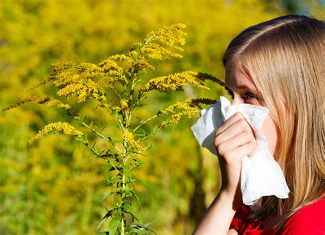 Ragweed Pollen Is Here