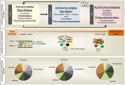 Molecular Overview Of A Thermophilic Composting Operation The Top Download Scientific Diagram