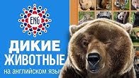 Английский без границ - YouTube