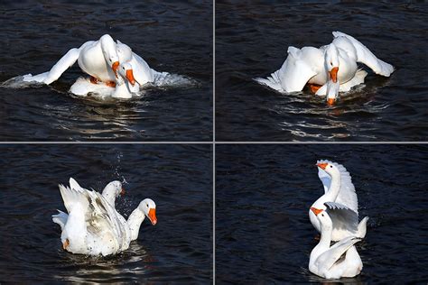 [거위] 거위 짝짓기