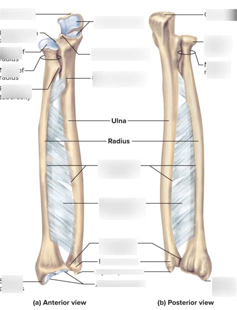 Radius And Ulna Labeling Diagram Quizlet