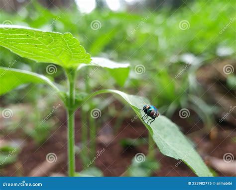 Flies On Dun Cassava In Lebun Stock Image Image Of Flies Lebun