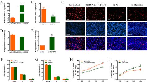 Igfbp3 Represses Cell Proliferation A B Igfbp3 Relative Expression