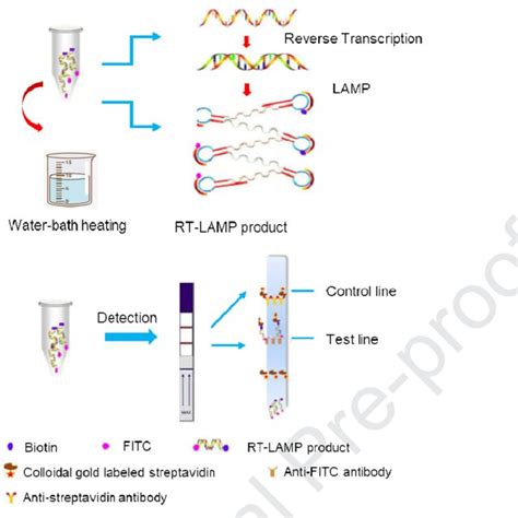 Schematic Illustration Of The Rt Lamp Vf Assay A Amplification