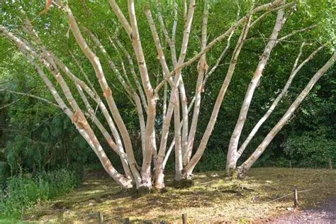 Different Types Of Birch Trees Their Unique Characteristics