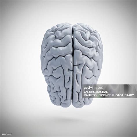 Human Brain Illustration High Res Vector Graphic Getty Images