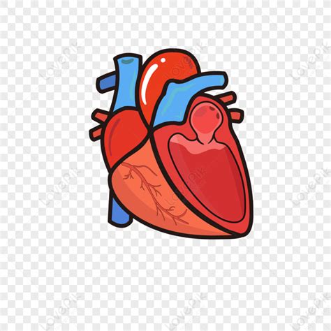 우심방 우심실 관상 진짜 심장 클립 아트 연기 일러스트 하트 일러스트 인간 하트 비트 Png 일러스트 무료 다운로드 Lovepik