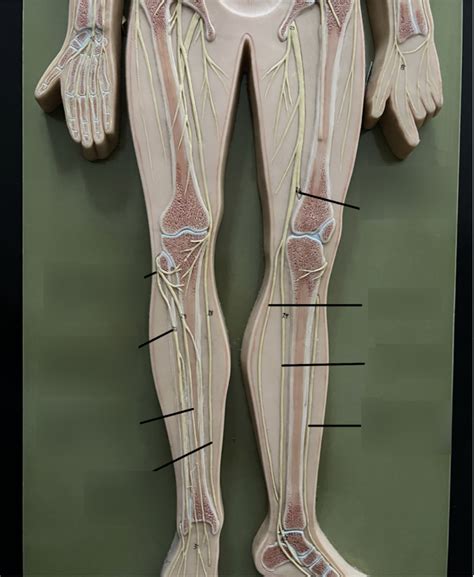 Lumbar And Sacral Plexus 3 Diagram Quizlet